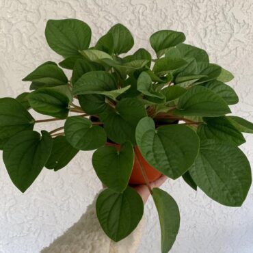 PEPEROMIA RANA VERDE Care: The Types and Maintenance – Home & Garden ...