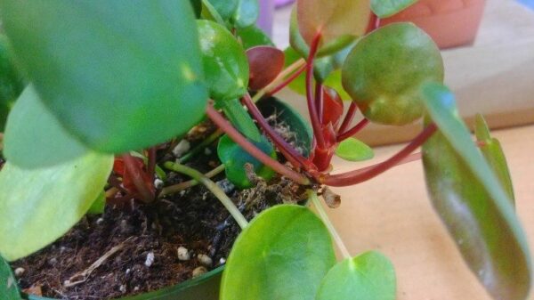 Pilea Peperomioides Red Stem: Fascinating Native Plant – Home & Garden ...