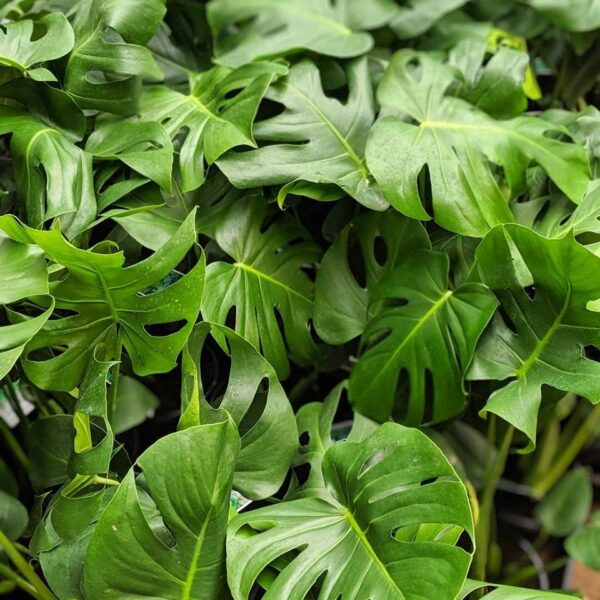 Can Monstera Live Outside: Plant Care Tips for the Tropical Houseplant ...