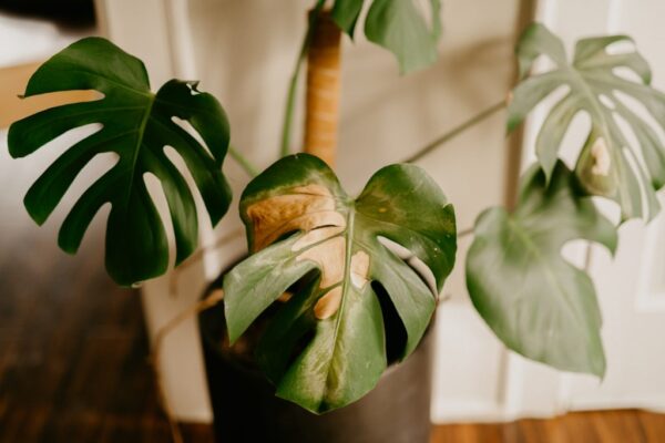 Monstera Leaves Burnt: Common Causes and Solutions – Home & Garden ...