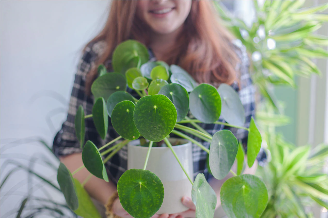 Mini Pilea Peperomioides Care – A How To Guide – Home & Garden Happenings