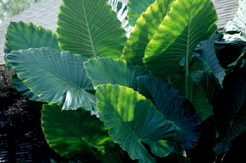 Elephant Ears Alocasia Care: When and How to Grow Them – Home & Garden ...