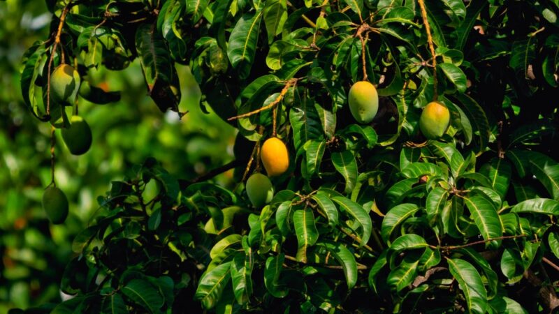 Is Mango A Deciduous Tree What You Need To Know Garden Go Time