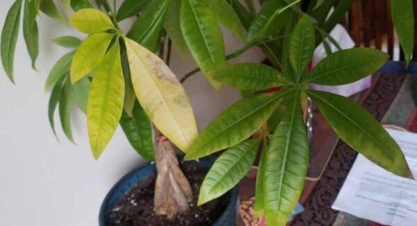 How To Fix Root Rot in Money Tree: Bring It Back To Life - Garden Go Time