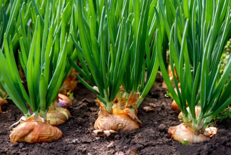 Do Onions Grow Underground? The Answer Might Surprise You – Garden ...