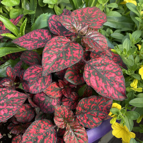 18 House Plants With Red and Green Leaves: Stunning and Attention ...