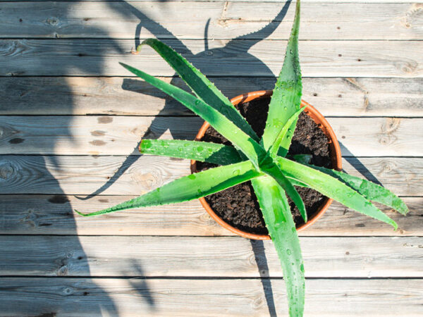 Aloe Vera Plant Leaves Bending: Causes and What You Can Do – Home ...