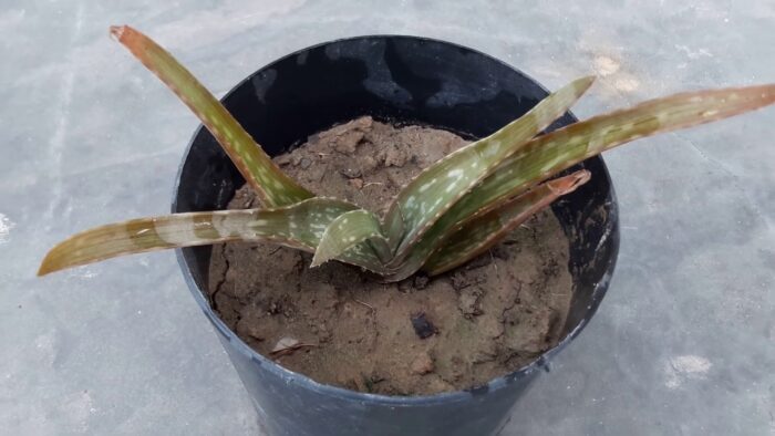 Why Is My Aloe Plant Dying: Causes and Solutions - Garden Go Time