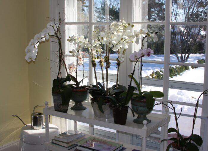 Caring for Your Orchids During the Winter Months: Tips and Tricks ...