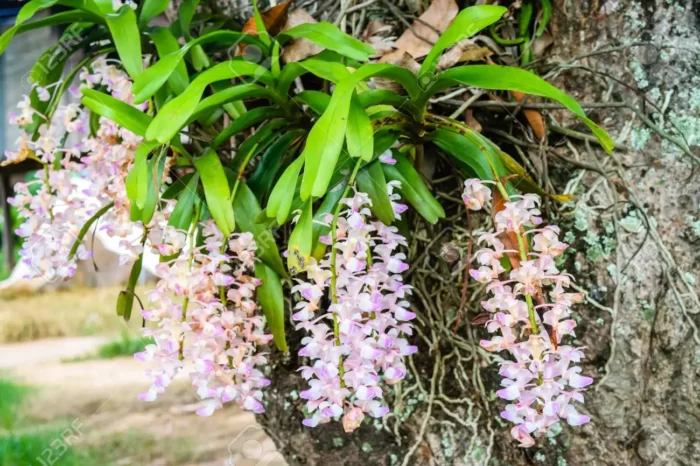 10 Natural Medicines Used in Orchid Care: Keeping Your Orchids Healthy ...