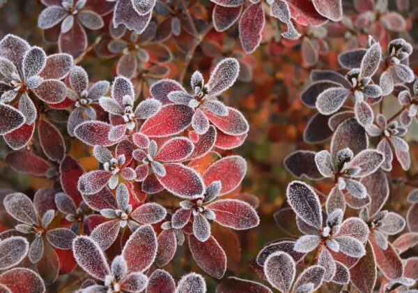 What Do Azaleas Look Like In Winter?: The Misconception and the Reality ...