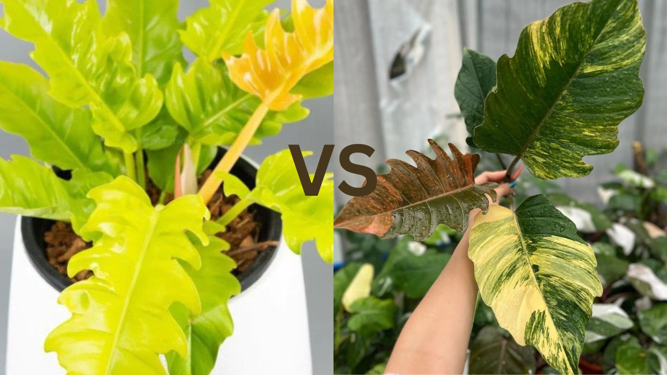 Philodendron Caramel Marble vs Ring of Fire: Battle of the Beauties ...