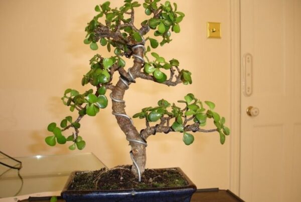 Crafting a Captivating Miniature Jade Bonsai: Techniques and Tips ...